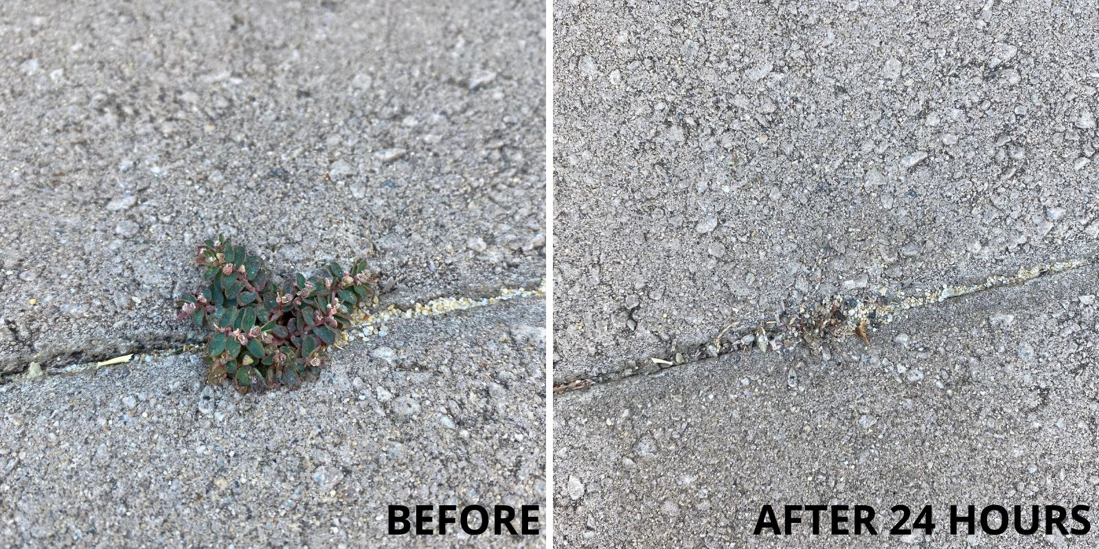 Natural Weed Spray | Krissy Ballinger - Naturally Inspired